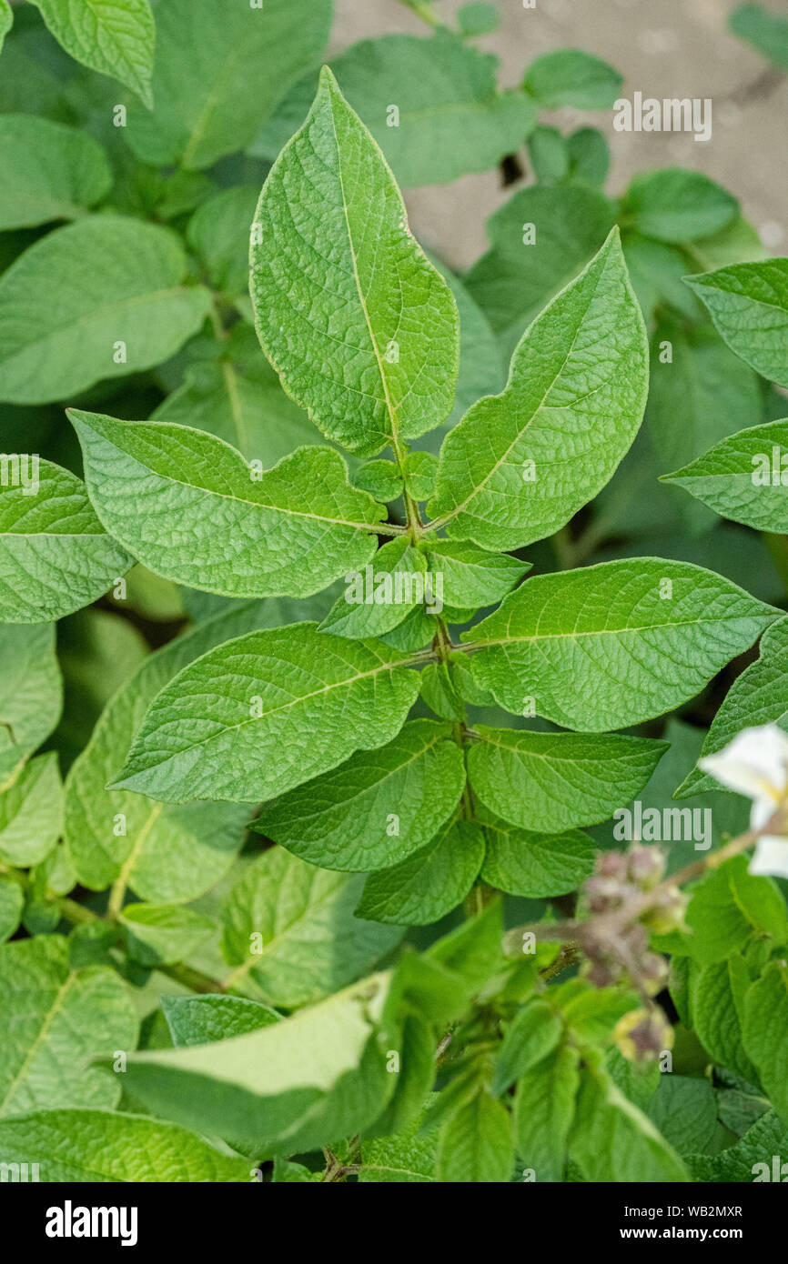 Green potato plant. Leaf of vegetable. Organic food agriculture in ...