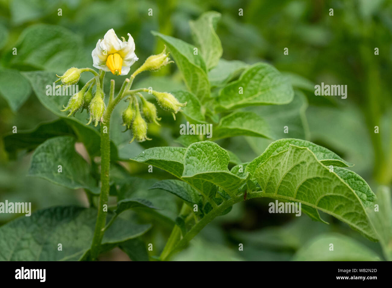 Flowering potato. Potato flowers blossom in sunlight grow in plant ...