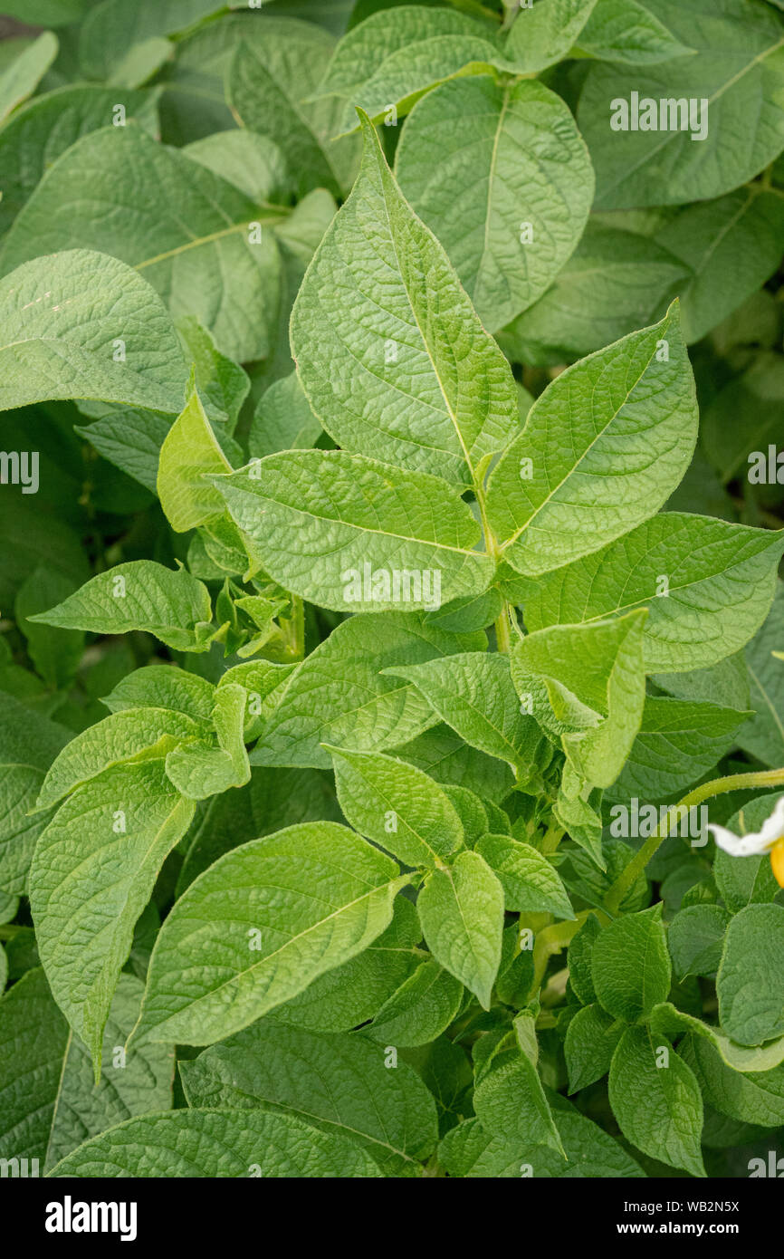 Green potato plant. Leaf of vegetable. Organic food agriculture in ...