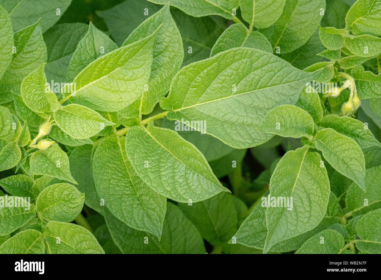 Green potato plant. Leaf of vegetable. Organic food agriculture in ...