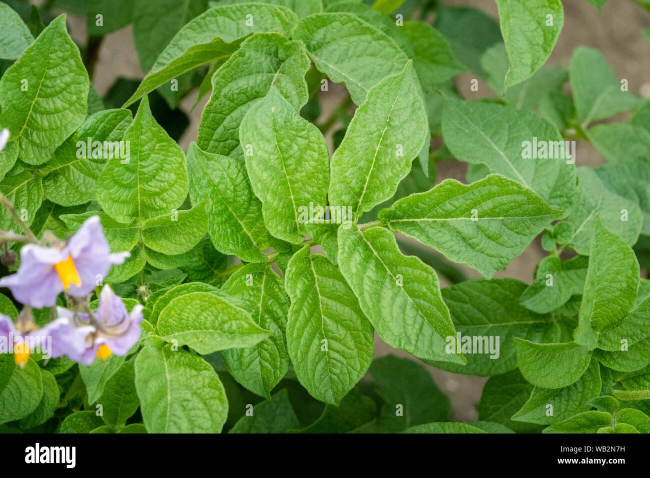 Green potato plant. Leaf of vegetable. Organic food agriculture in ...