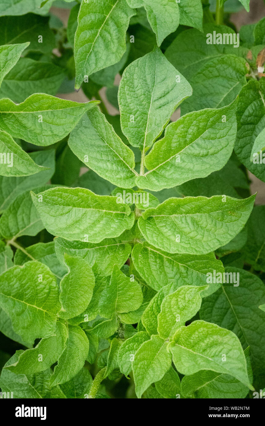 Green potato plant. Leaf of vegetable. Organic food agriculture in ...