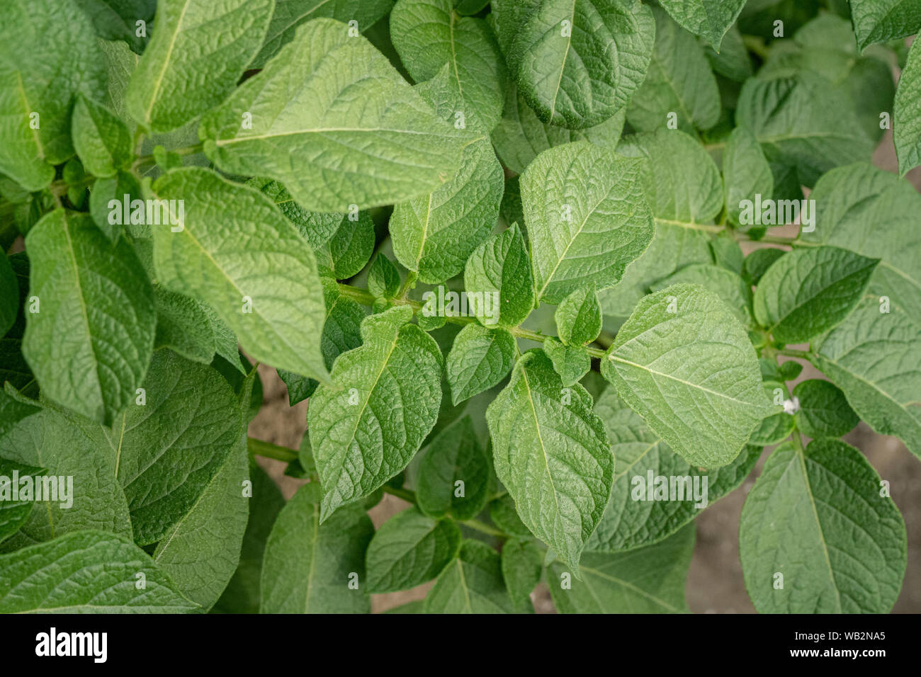 Green potato plant. Leaf of vegetable. Organic food agriculture in ...