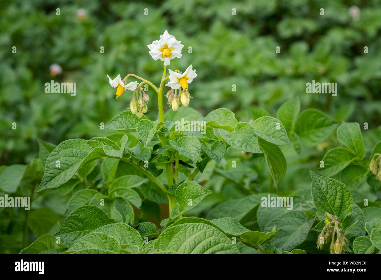 Flowering potato. Potato flowers blossom in sunlight grow in plant ...
