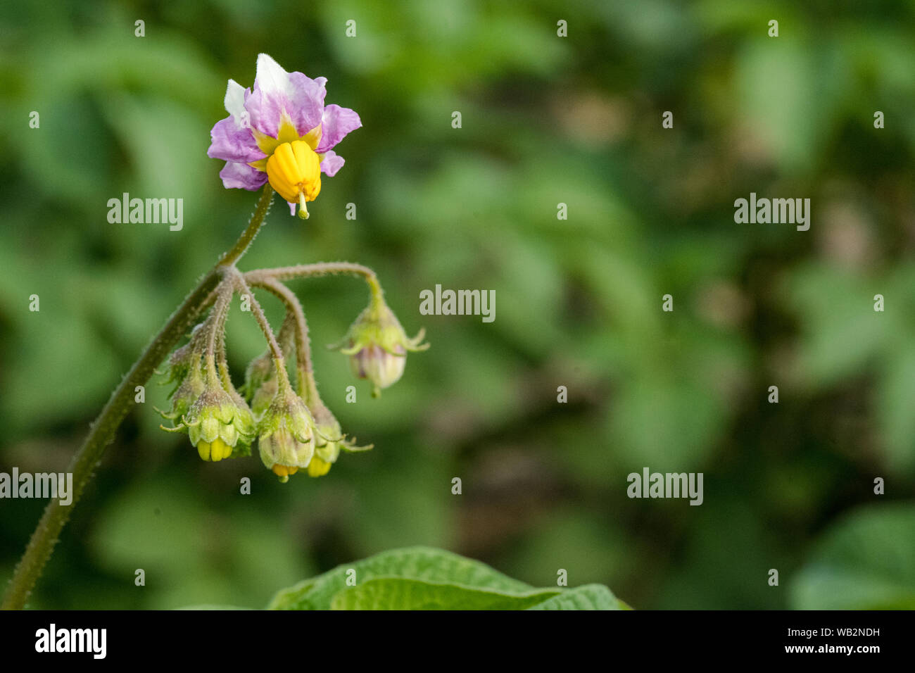 Flowering potato. Potato flowers blossom in sunlight grow in plant ...