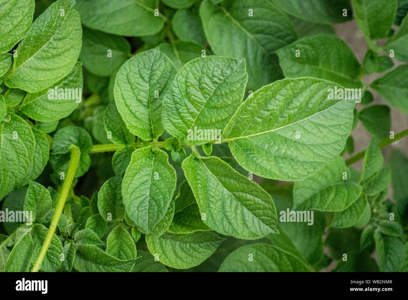 Green potato plant. Leaf of vegetable. Organic food agriculture in ...