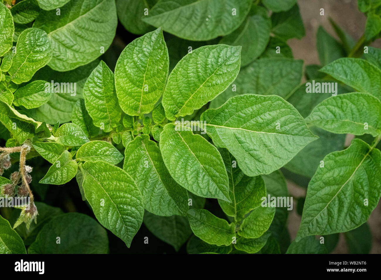 Green potato plant. Leaf of vegetable. Organic food agriculture in ...