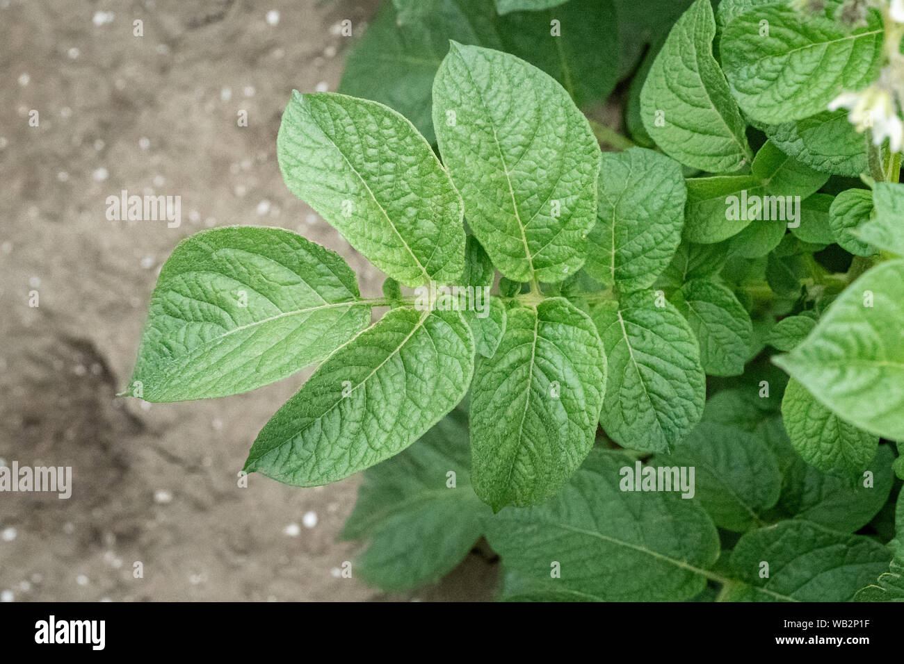 Green potato plant. Leaf of vegetable. Organic food agriculture in ...