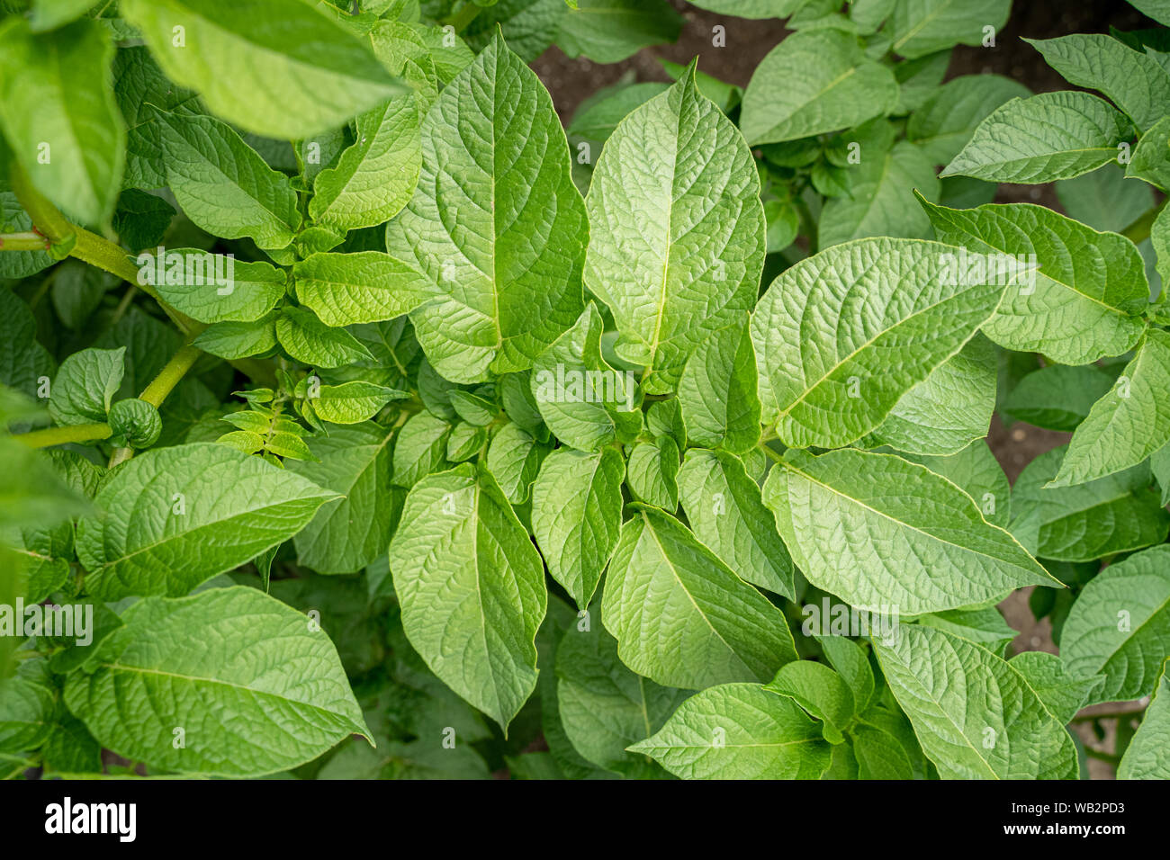 Green potato plant. Leaf of vegetable. Organic food agriculture in ...