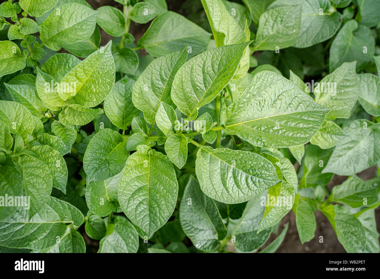 Green potato plant. Leaf of vegetable. Organic food agriculture in ...