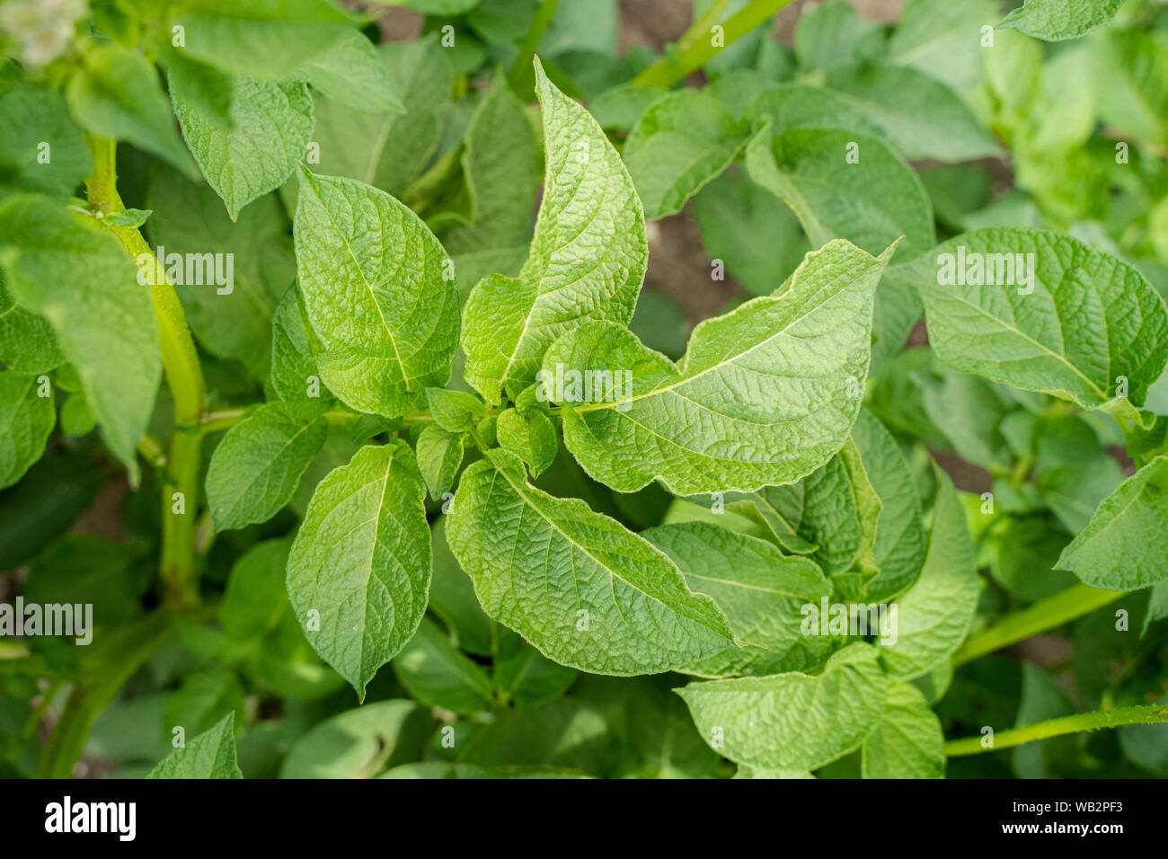 Green potato plant. Leaf of vegetable. Organic food agriculture in ...
