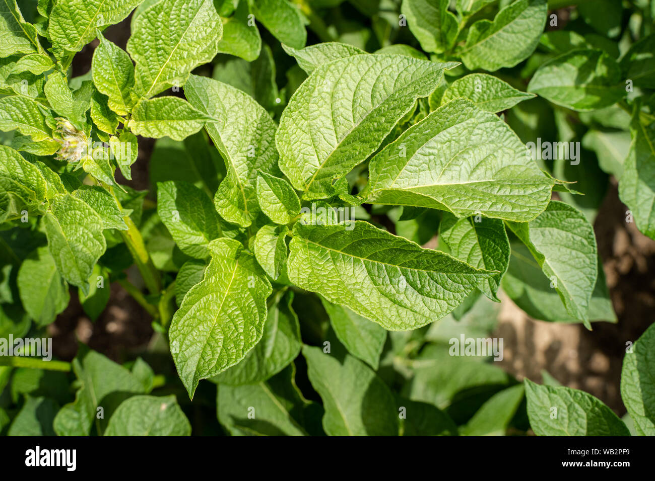 Green potato plant. Leaf of vegetable. Organic food agriculture in ...