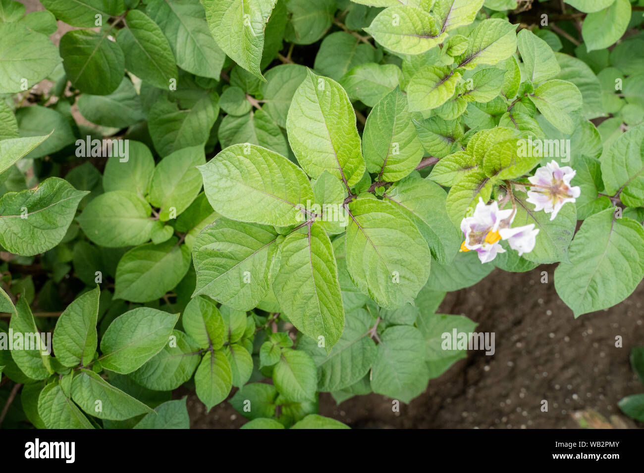 Green potato plant. Leaf of vegetable. Organic food agriculture in ...
