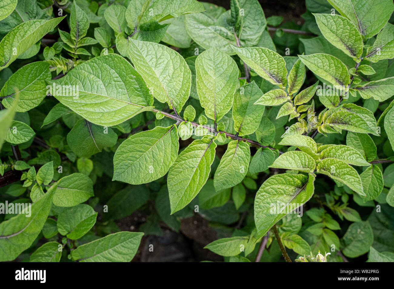 Green potato plant. Leaf of vegetable. Organic food agriculture in ...