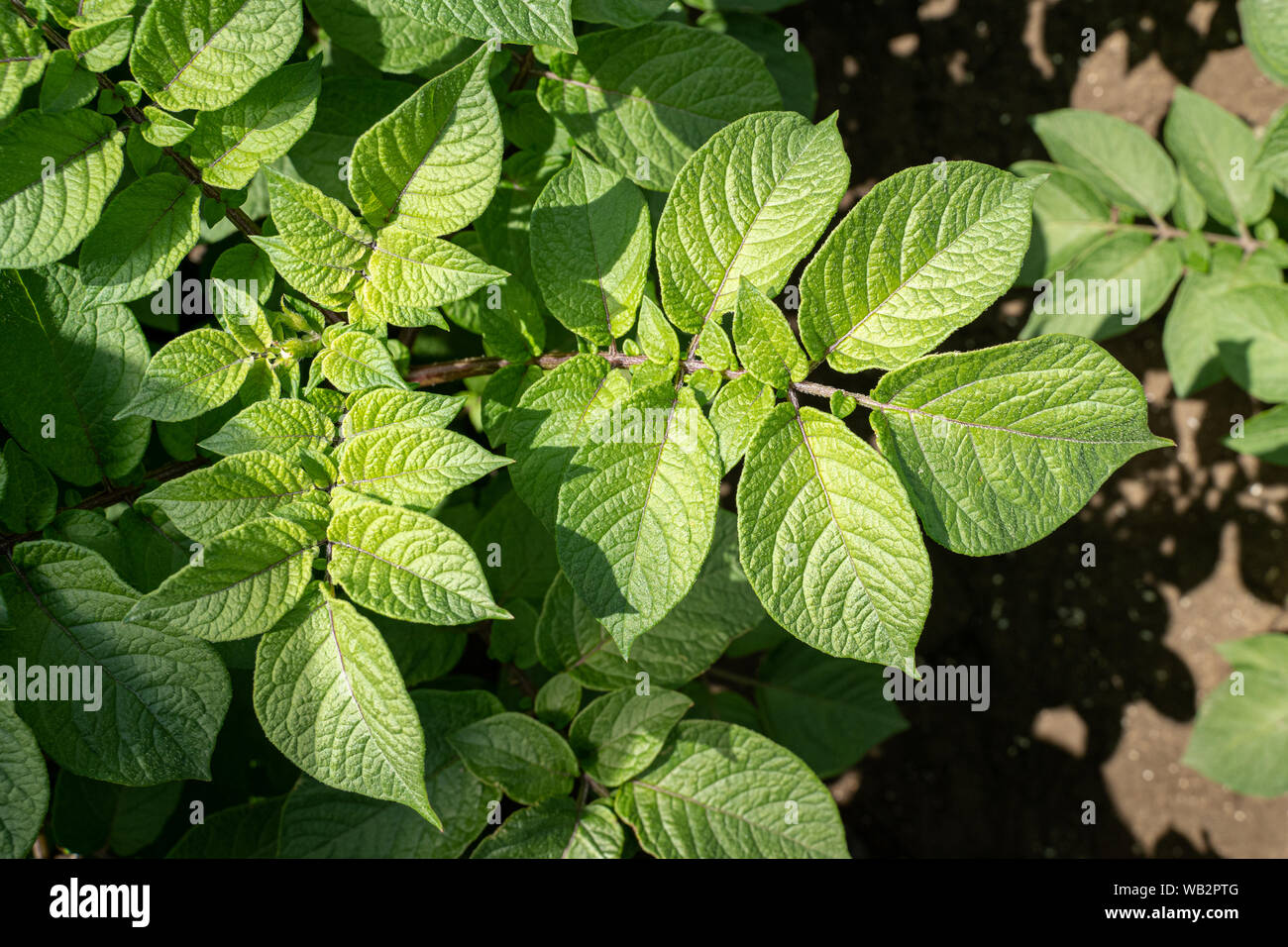 Potatoe Leaves High Resolution Stock Photography and Images - Alamy