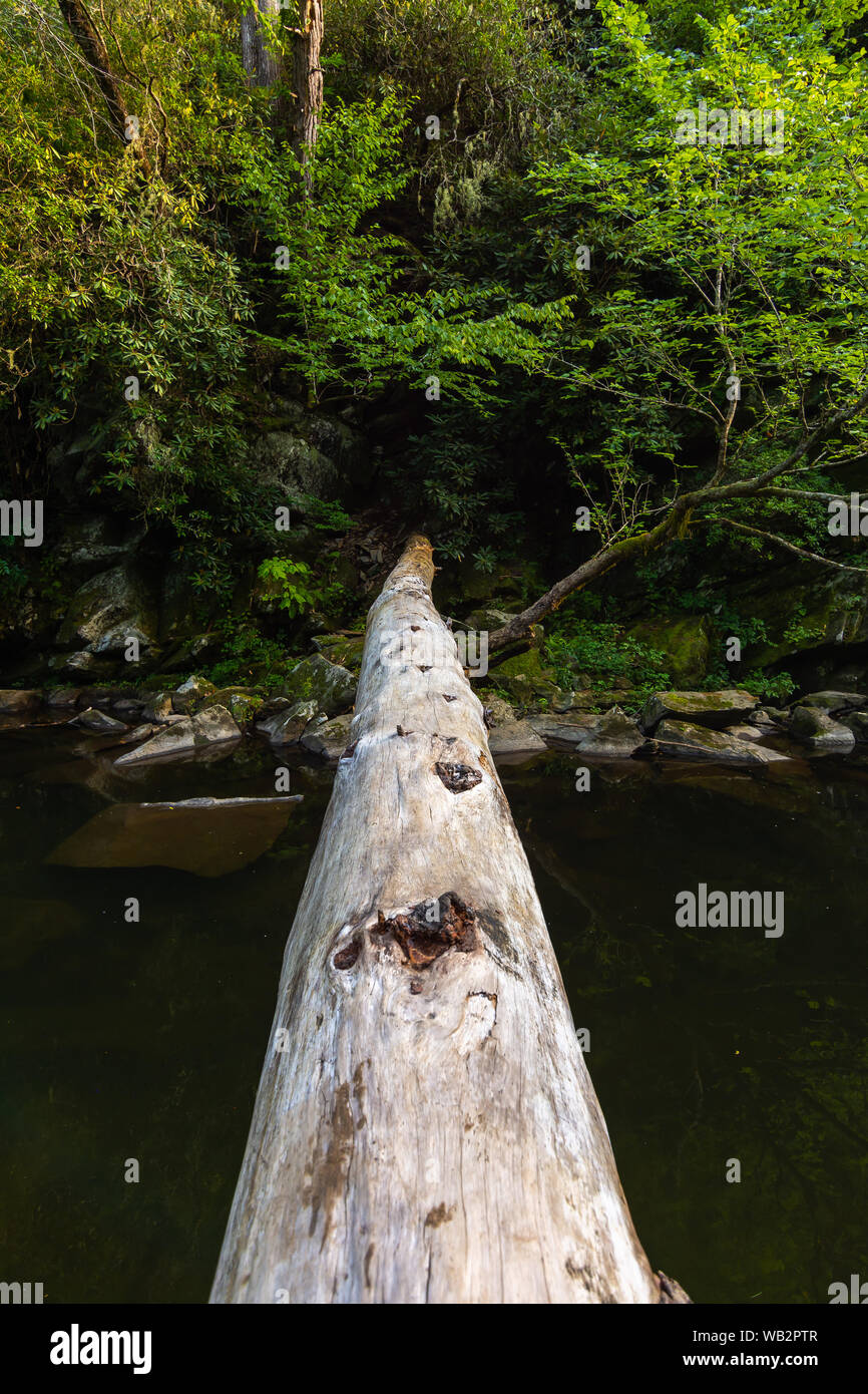 Fallen tree over the creek in the Smoky Mountains National Park Stock ...