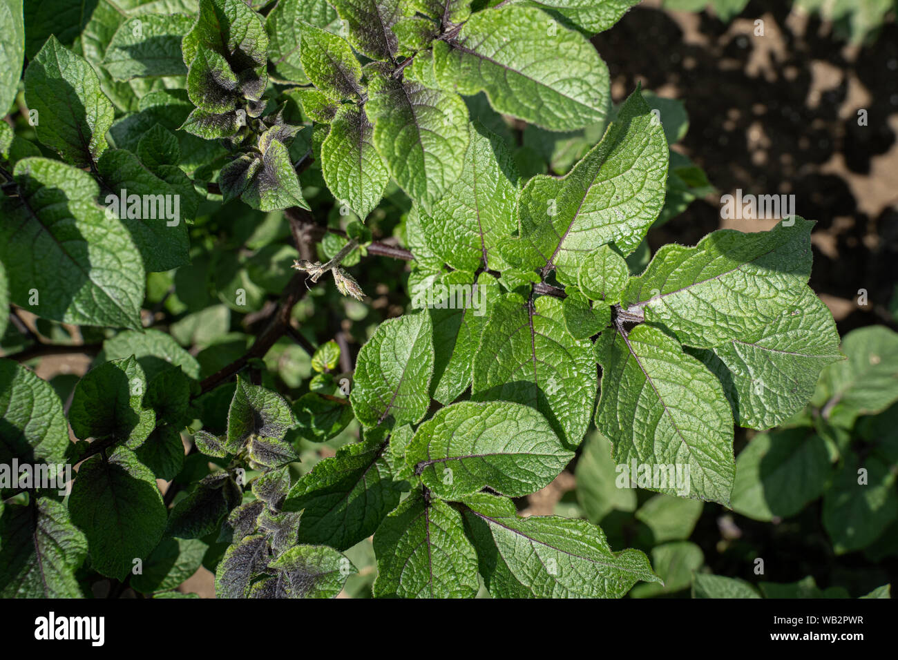 Green potato plant. Leaf of vegetable. Organic food agriculture in ...