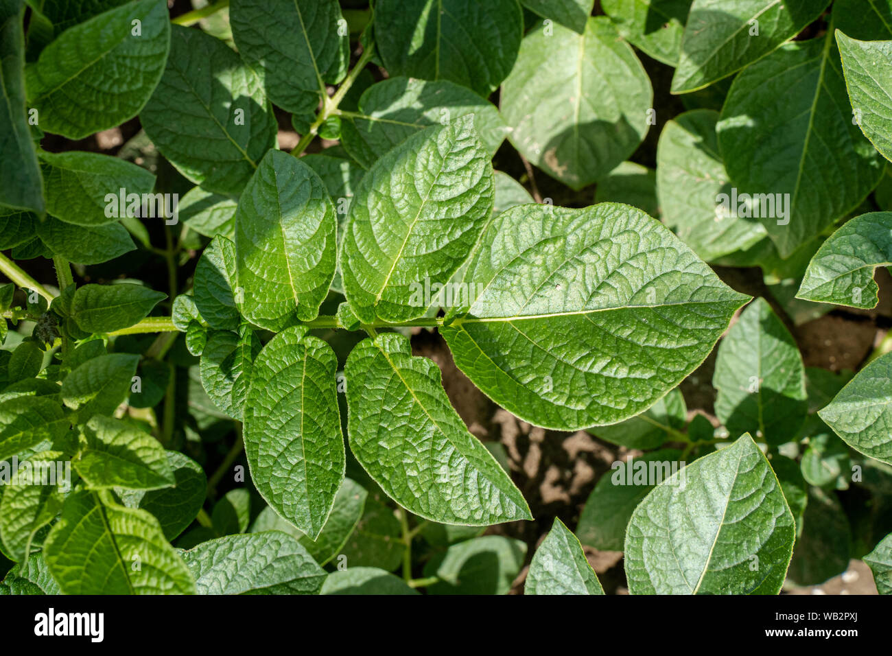 Green potato plant. Leaf of vegetable. Organic food agriculture in ...