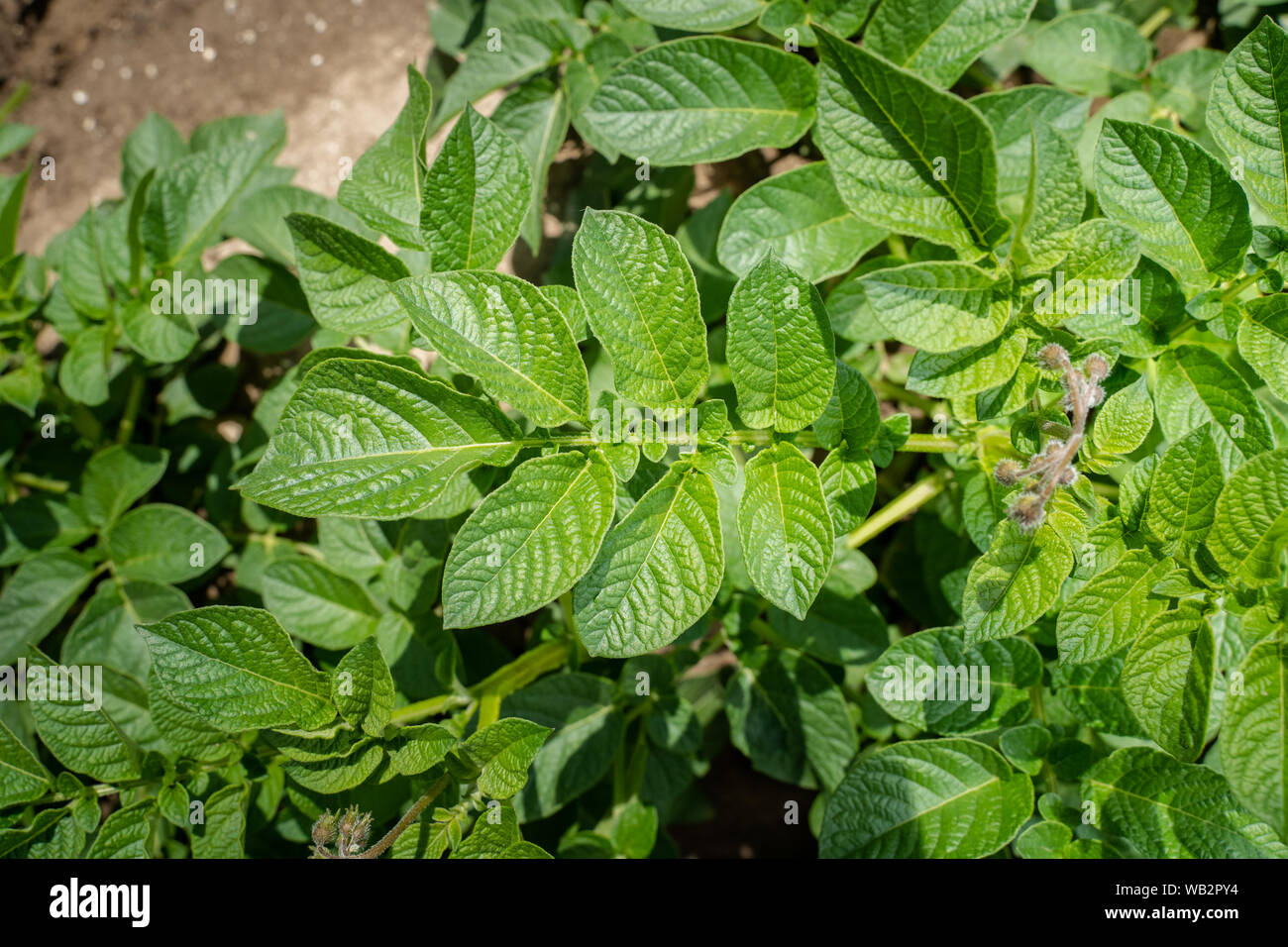 Green potato plant. Leaf of vegetable. Organic food agriculture in ...