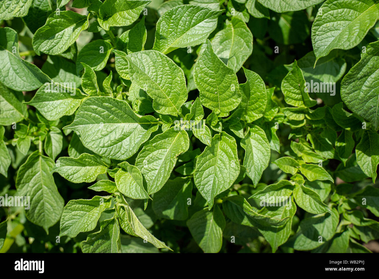 Green potato plant. Leaf of vegetable. Organic food agriculture in ...