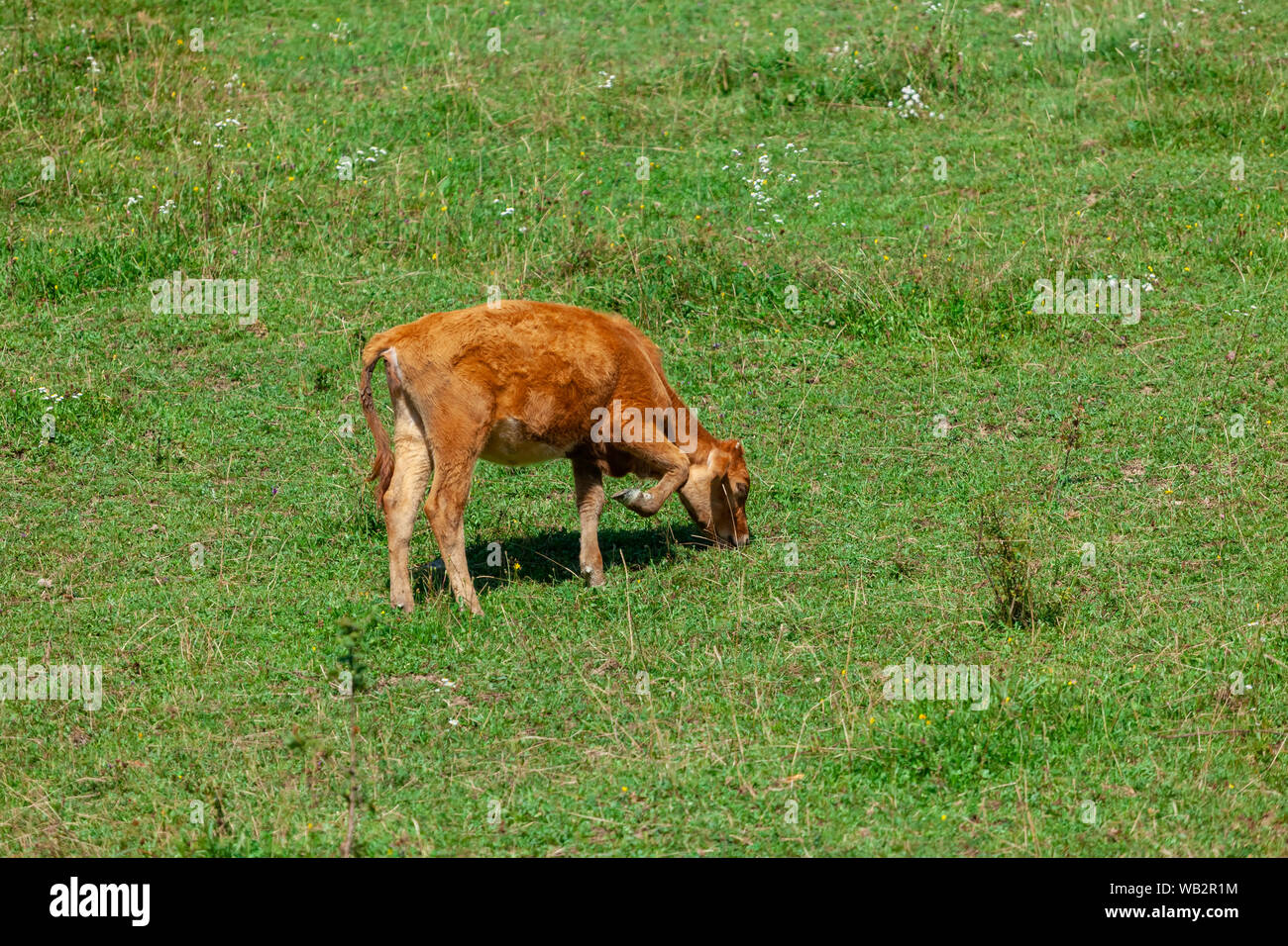 Orange calf grazing fresh green grass on pasture. Animal Stock Photo ...