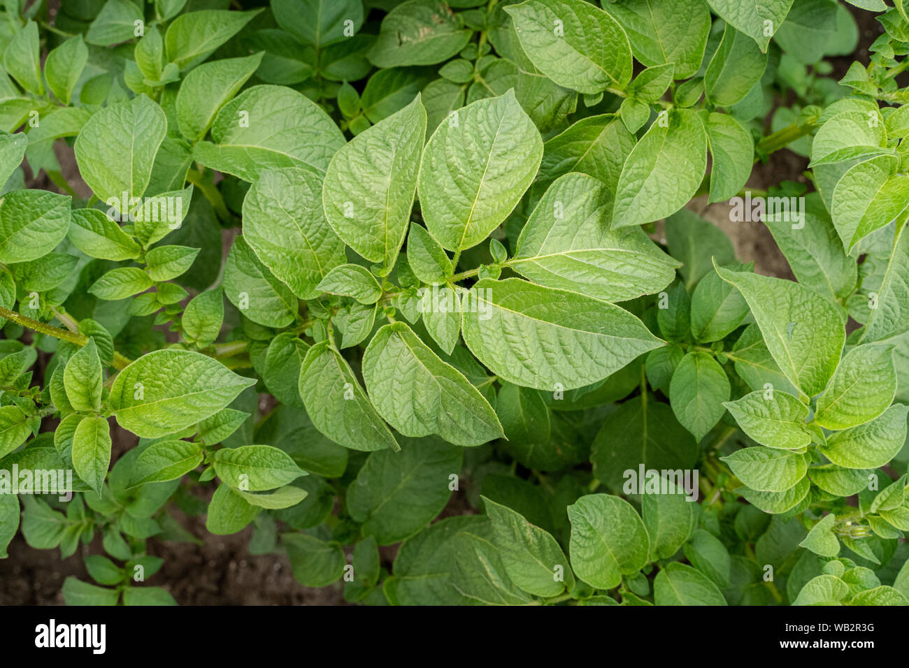 Green potato plant. Leaf of vegetable. Organic food agriculture in ...