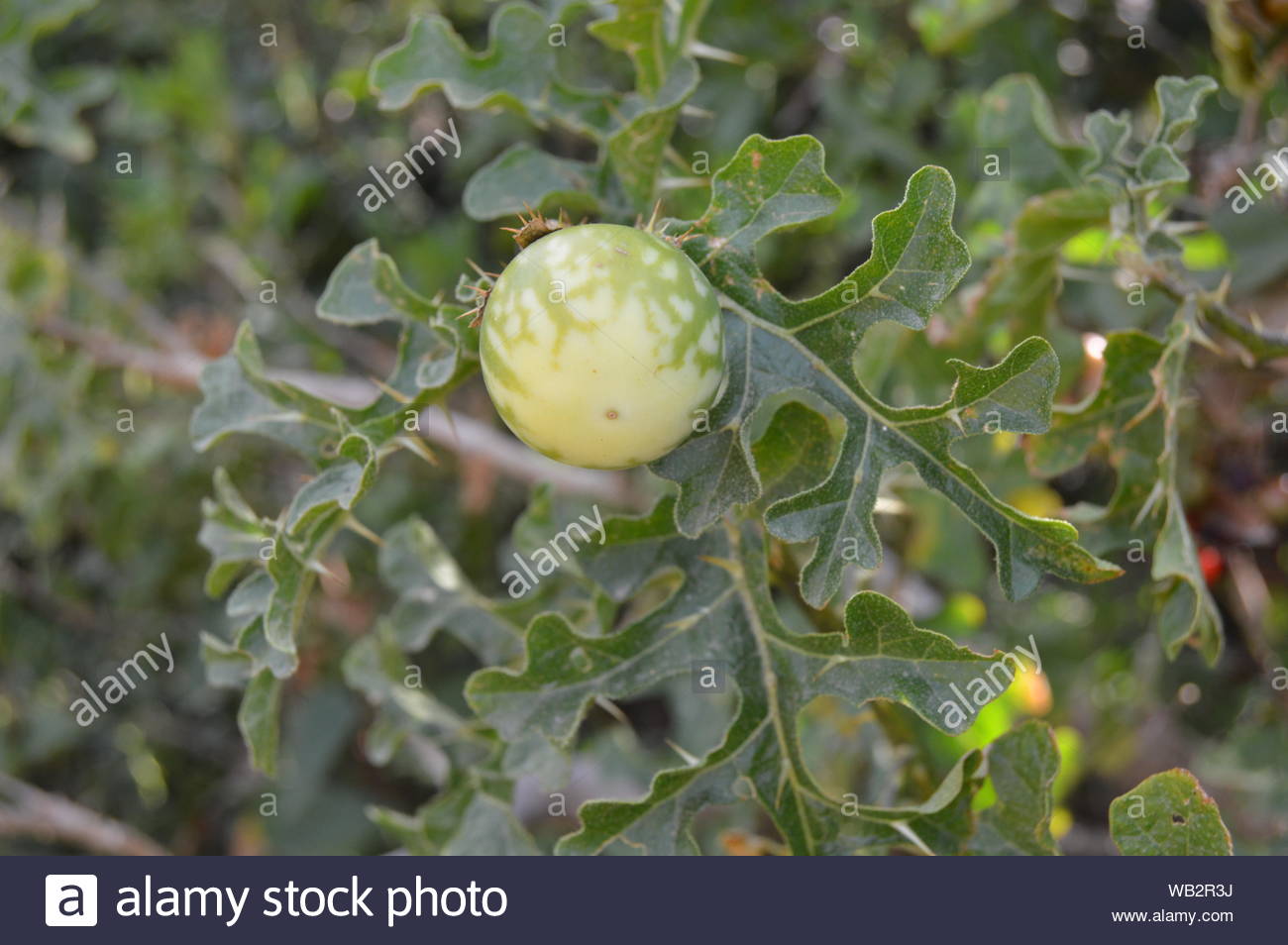 Thorny Fruit High Resolution Stock Photography and Images - Alamy