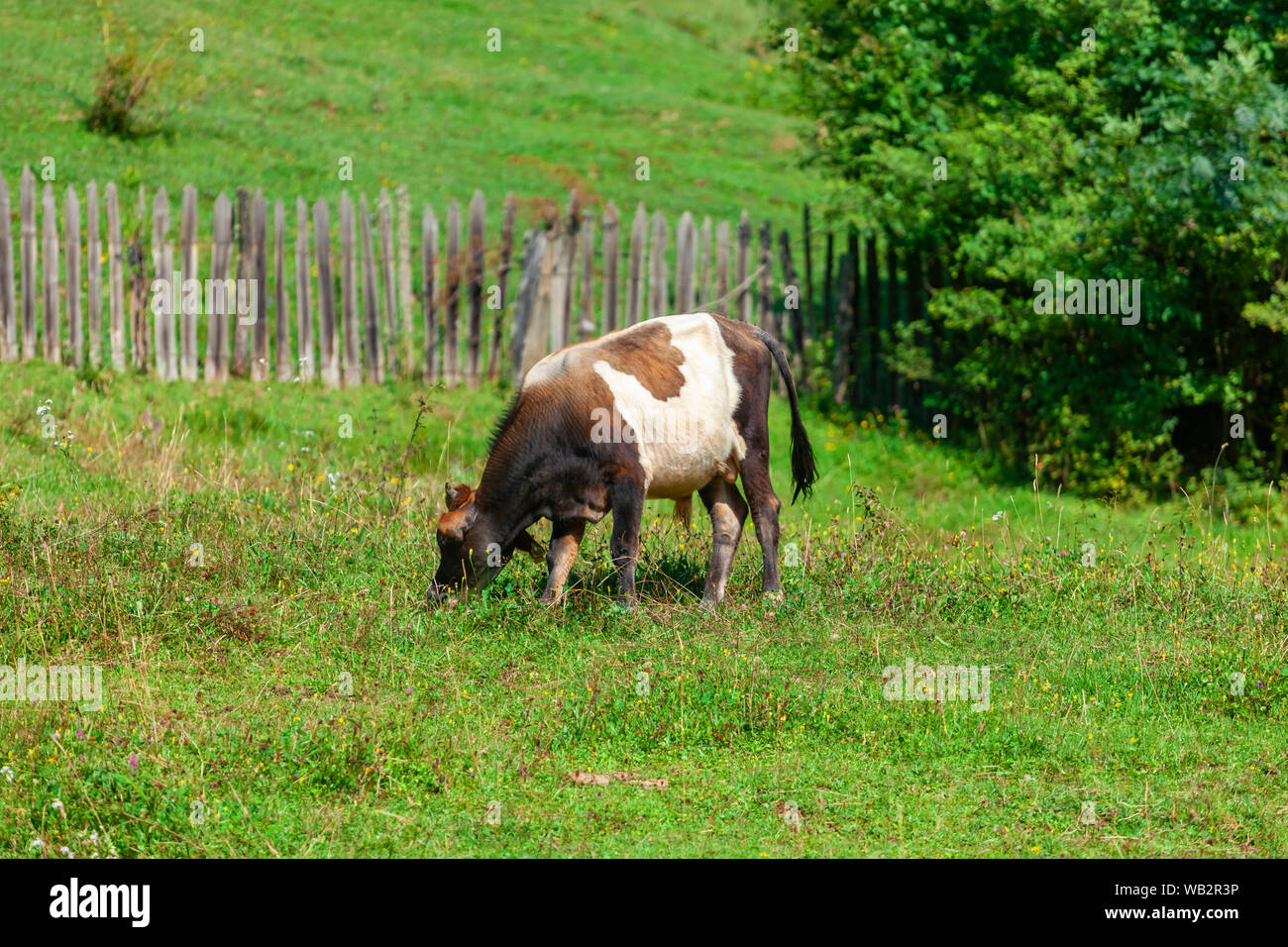 Cow grazing fresh green grass on pasture. Animal Stock Photo - Alamy
