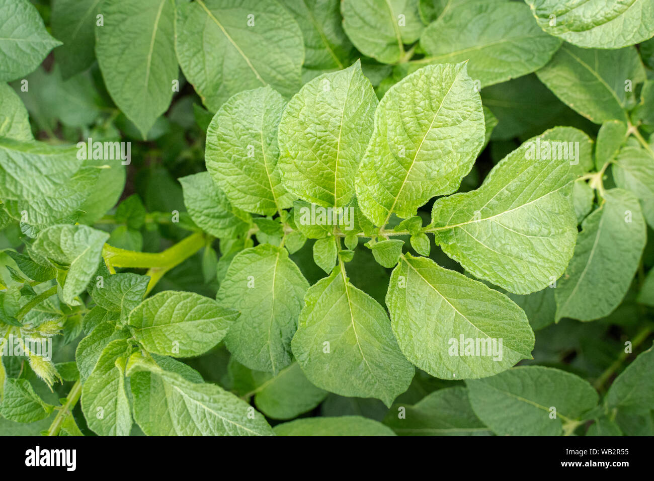 Green potato plant. Leaf of vegetable. Organic food agriculture in ...
