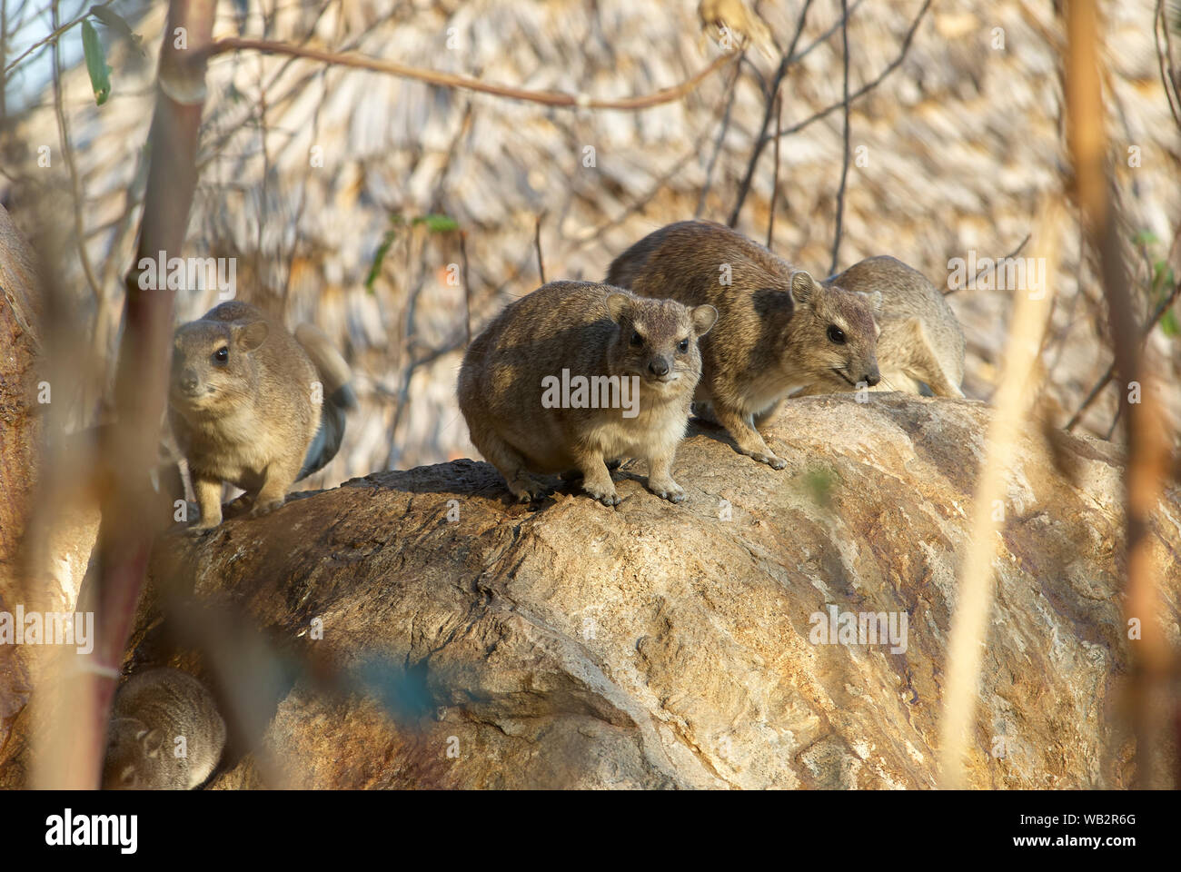 Tanzania rat hi-res stock photography and images - Alamy