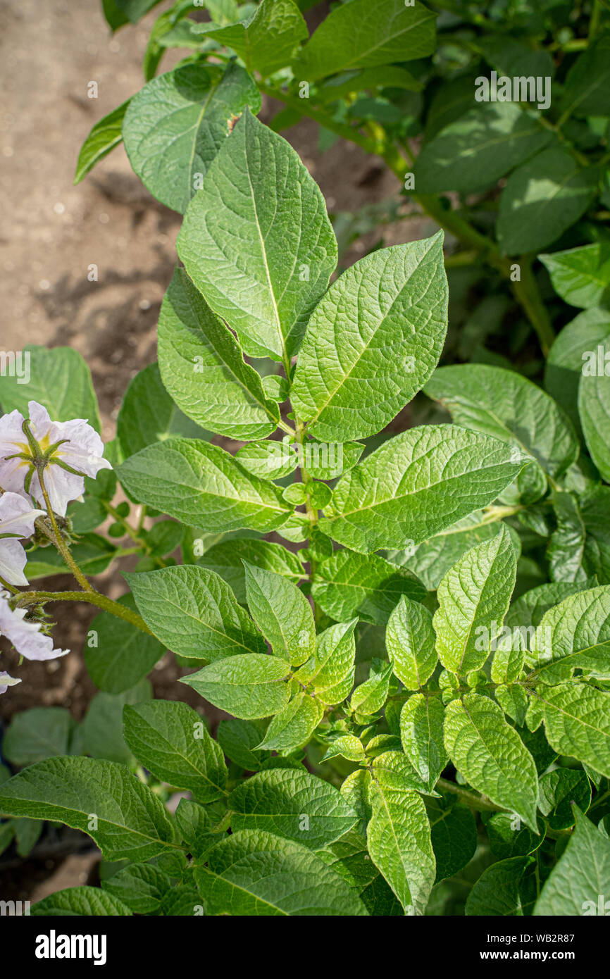 Green potato plant. Leaf of vegetable. Organic food agriculture in ...