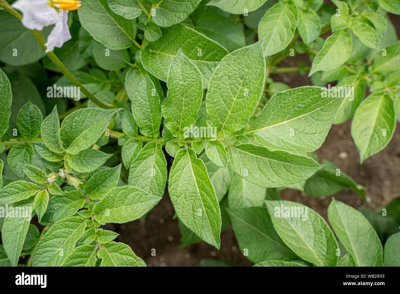 Green potato plant. Leaf of vegetable. Organic food agriculture in ...