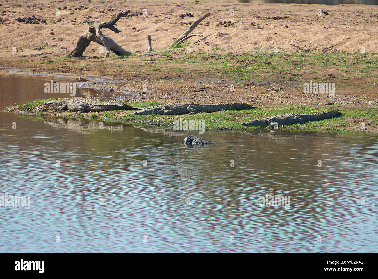 Ruaha river low water hi-res stock photography and images - Alamy