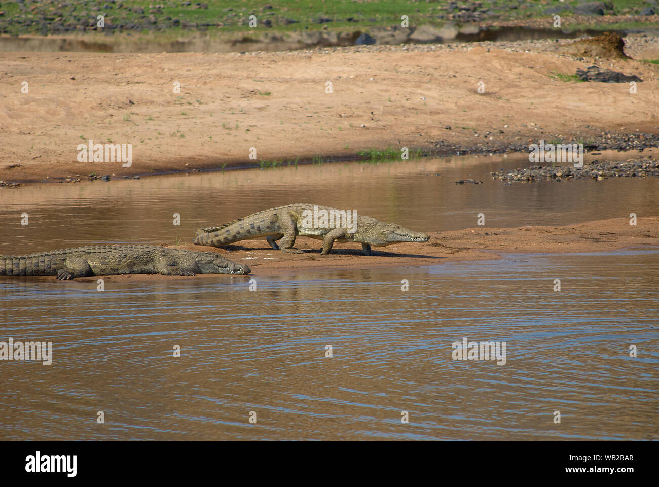 Crocodile Walking High Resolution Stock Photography and Images - Alamy