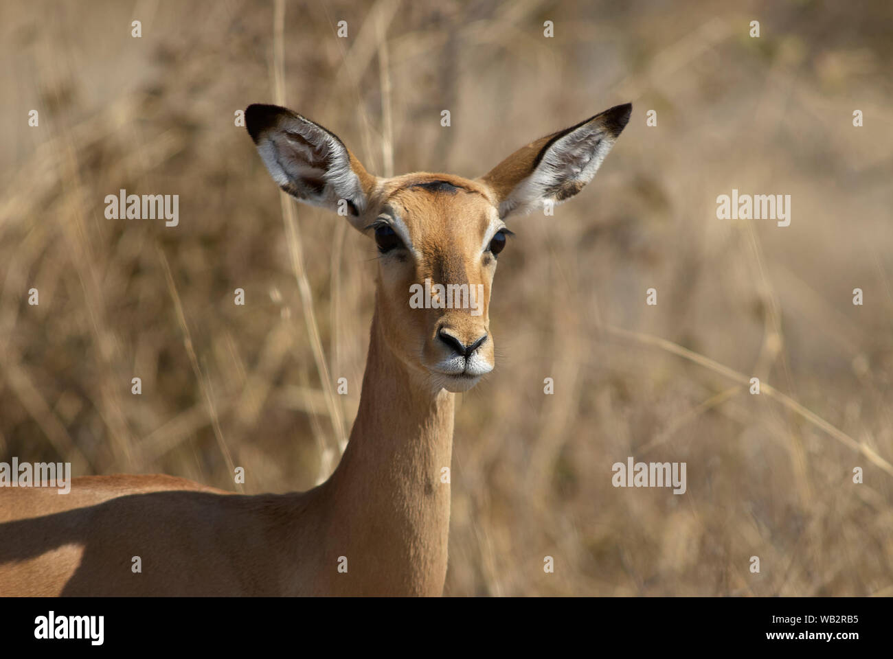 Portrait of an Impala antelope Stock Photo - Alamy