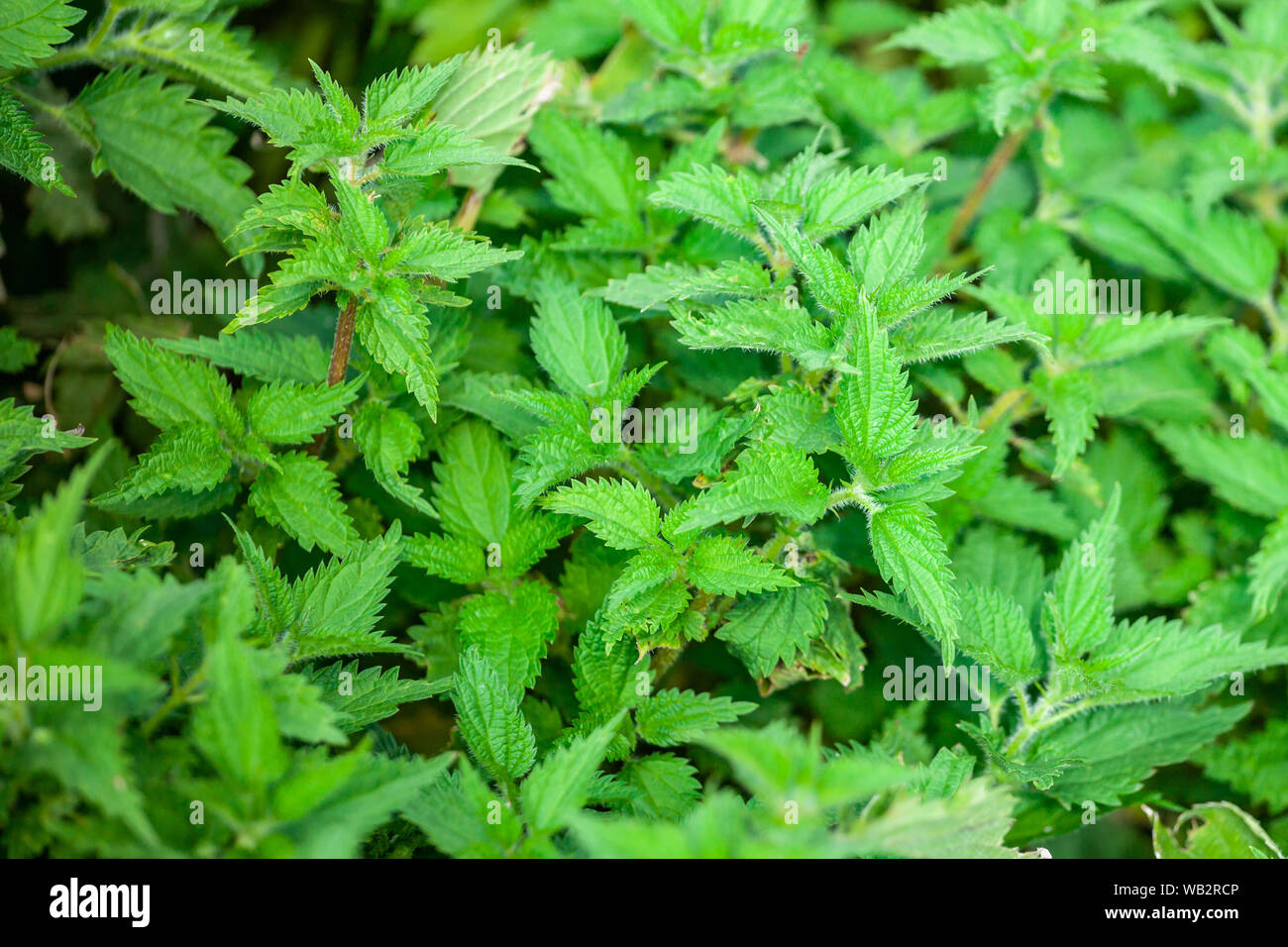 Photo of a plant nettle. Nettle with fluffy green leaves. Background ...