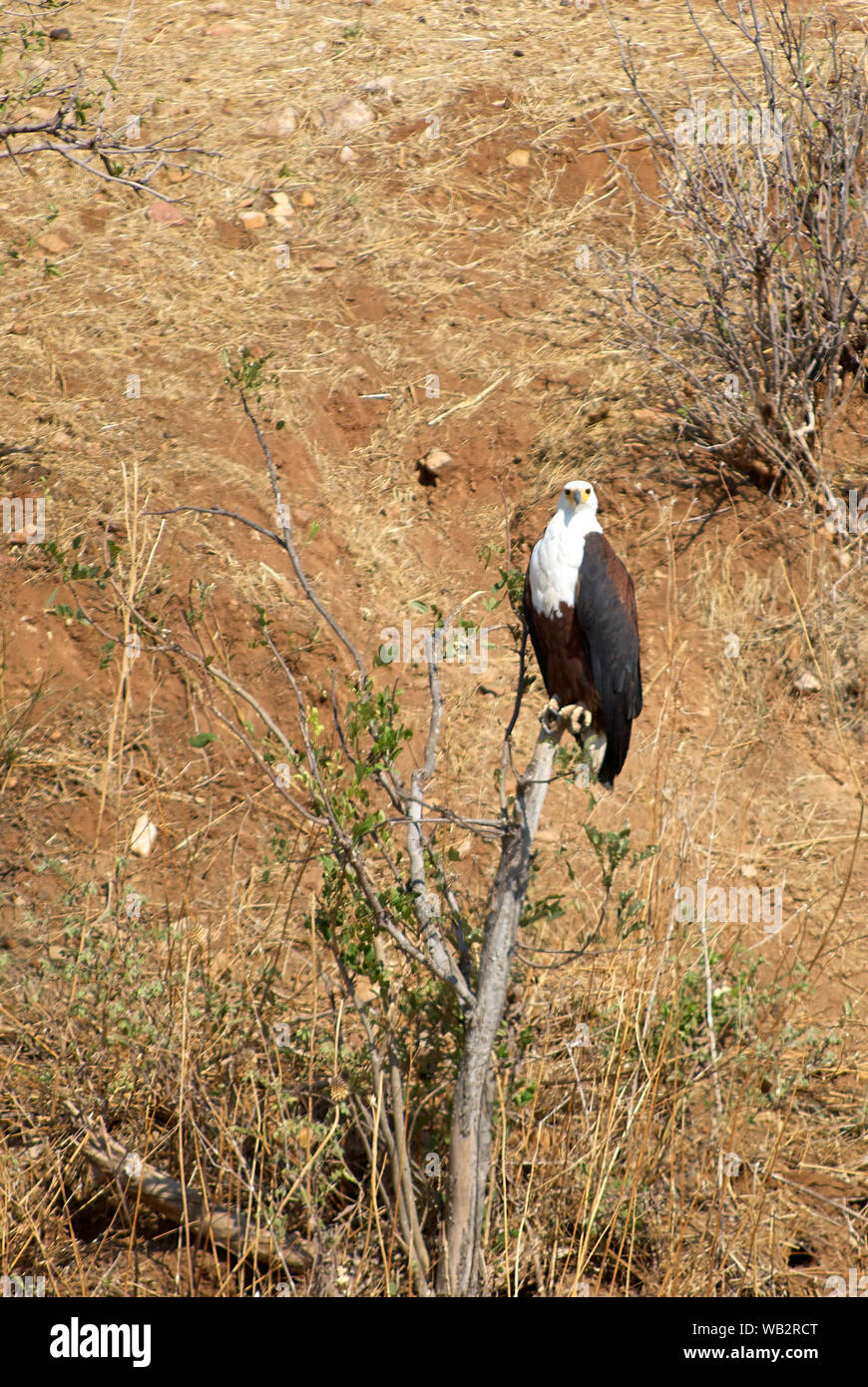 Perching on a stomp hi-res stock photography and images - Alamy