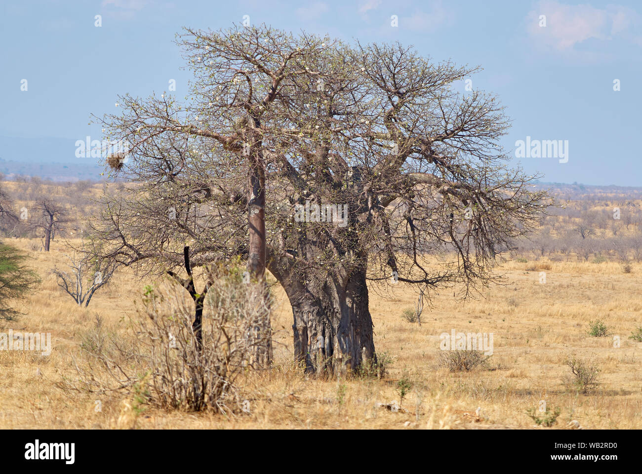 An old Baobab tree with blossoms and a young Baobab growing up next to ...