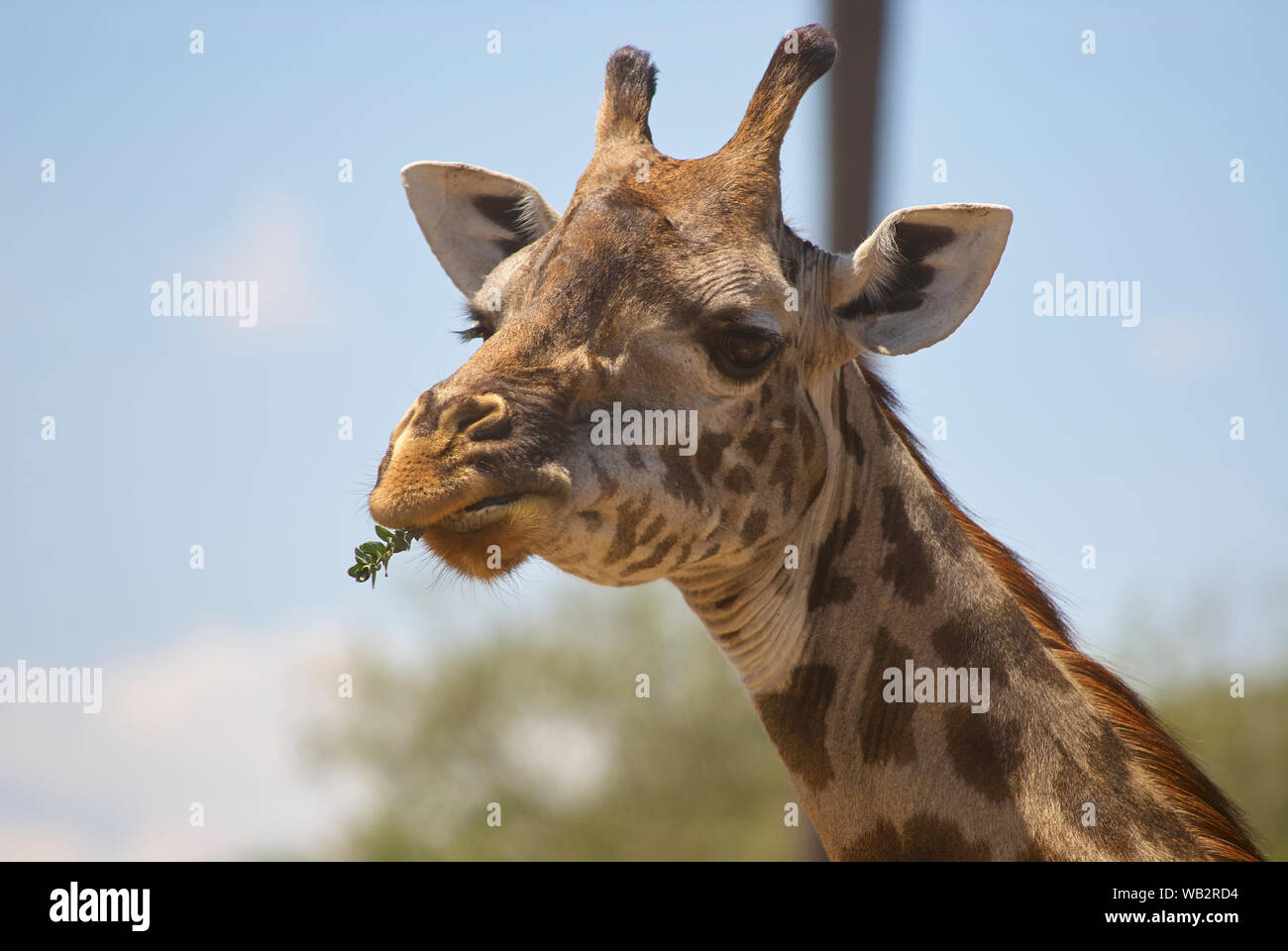 Chewing animal hi-res stock photography and images - Alamy