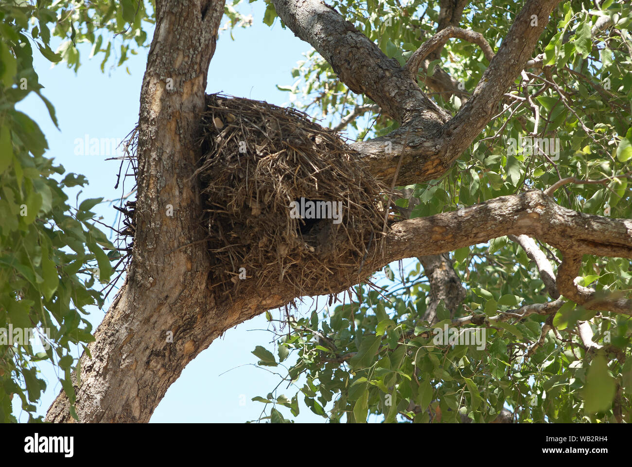 A large nest build by the relatively small Hammerkop bird Stock Photo ...