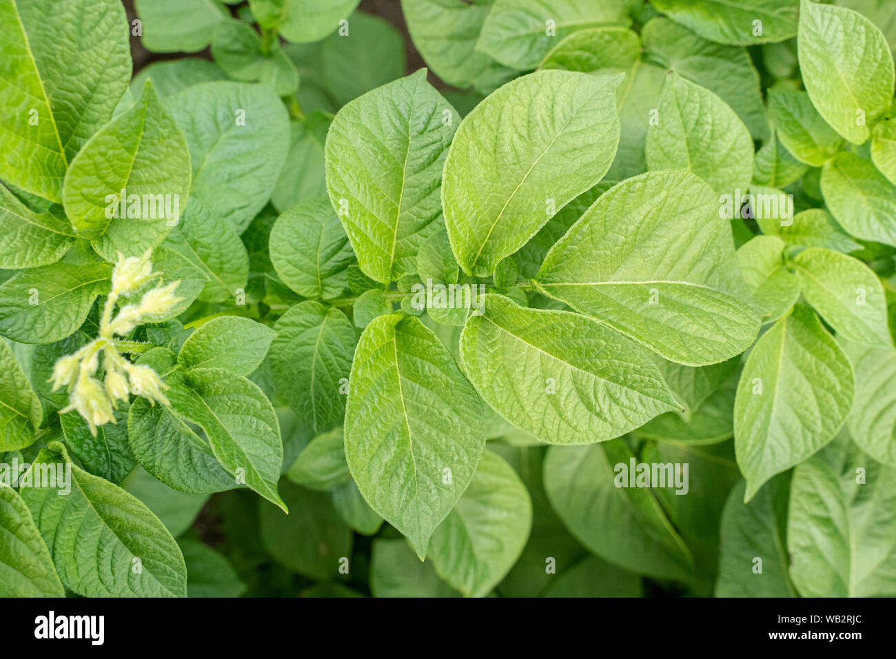 Green potato plant. Leaf of vegetable. Organic food agriculture in ...