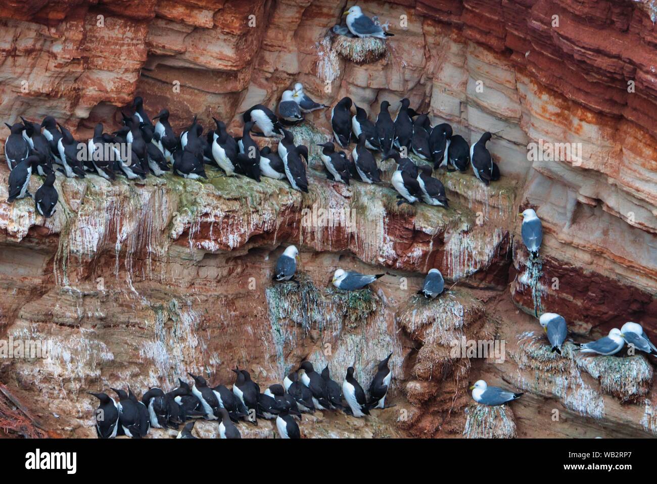 common murre colony - common guillemot on the red Rock in the northsea ...
