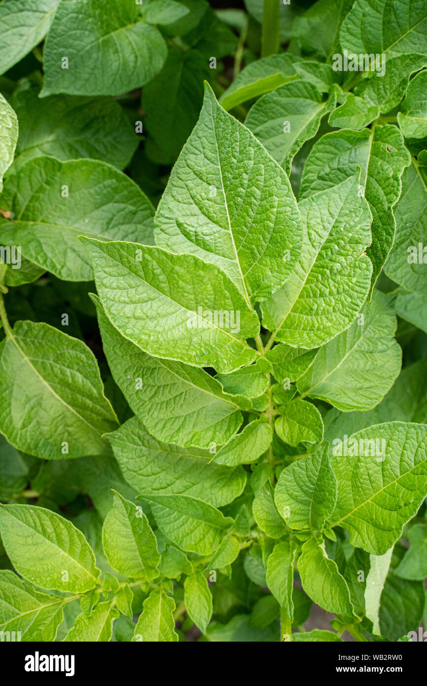Green potato plant. Leaf of vegetable. Organic food agriculture in ...