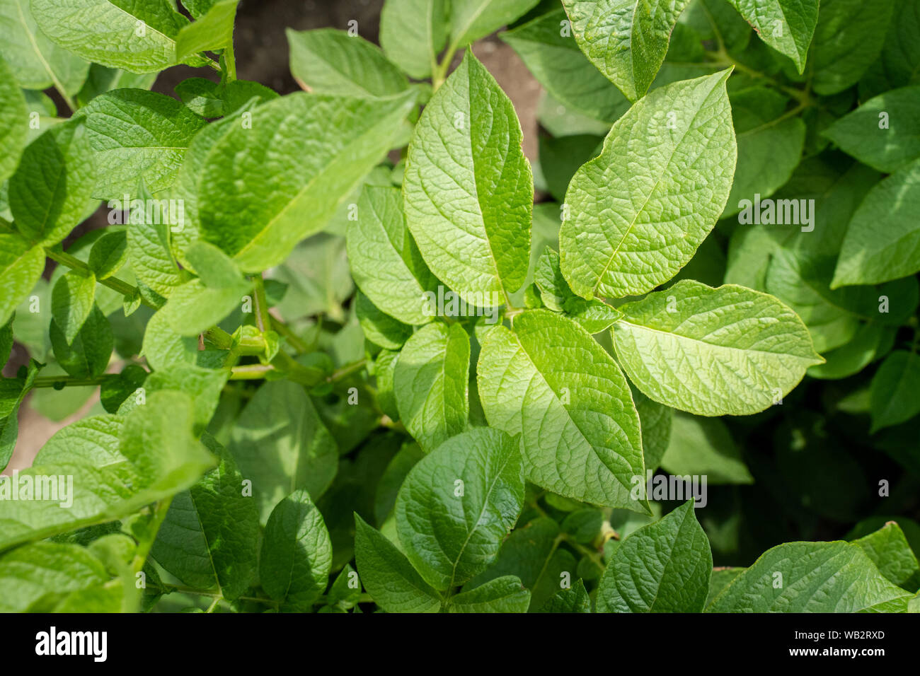 Green potato plant. Leaf of vegetable. Organic food agriculture in ...