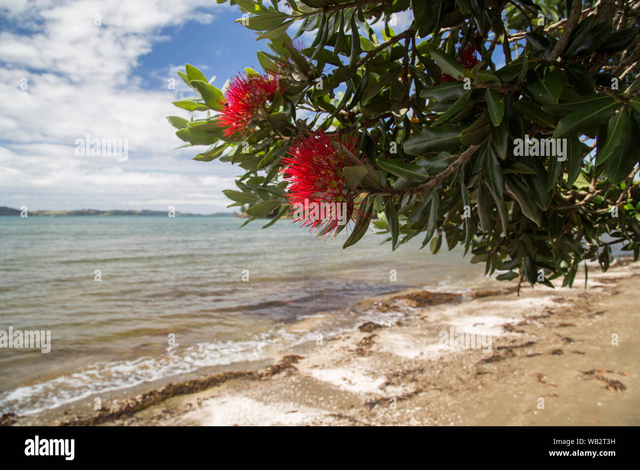 Algies Bay Matakana coast near Snells Beach. Seaweed and debris washed ...