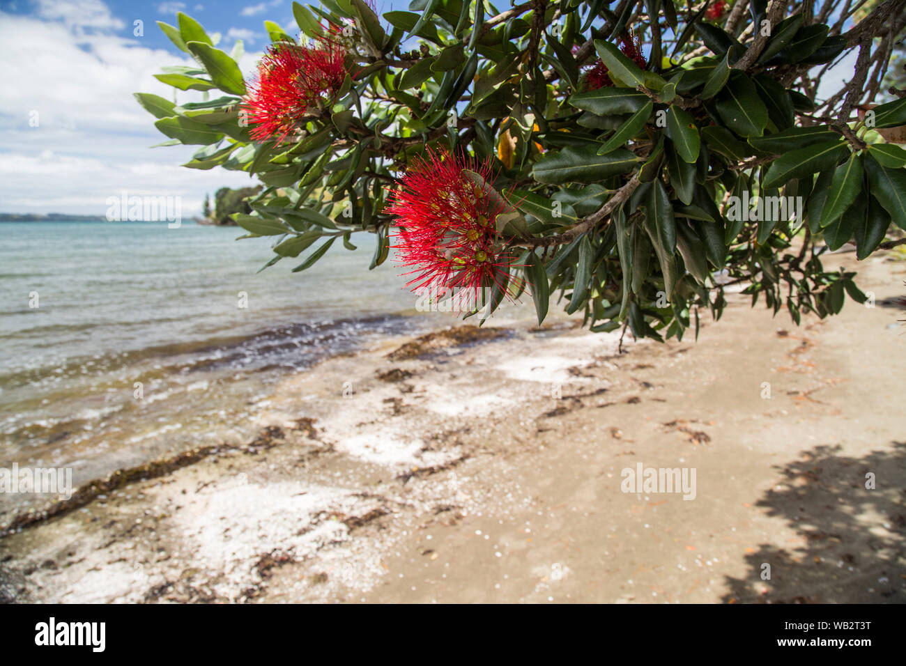 Algies Bay Matakana coast near Snells Beach. Seaweed and debris washed ...