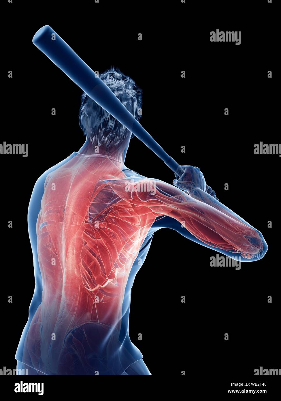 Baseball player's muscles, computer illustration Stock Photo - Alamy