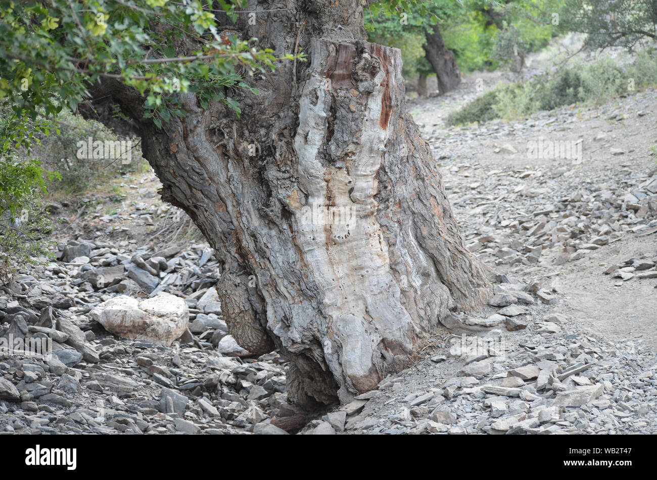 Gnarled old trees in the Nuratau mountains, Central Uzbekistan Stock ...