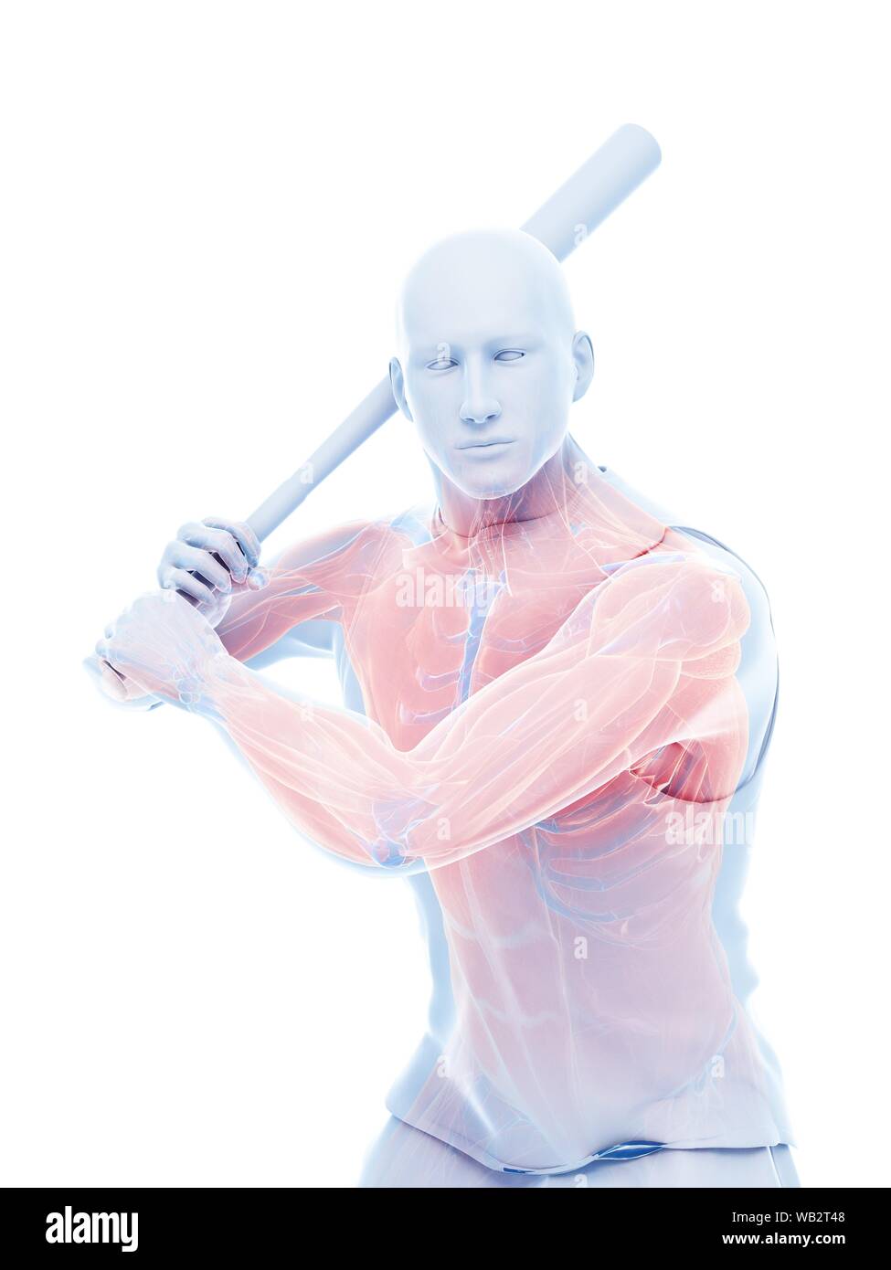 Baseball player's muscles, computer illustration Stock Photo - Alamy