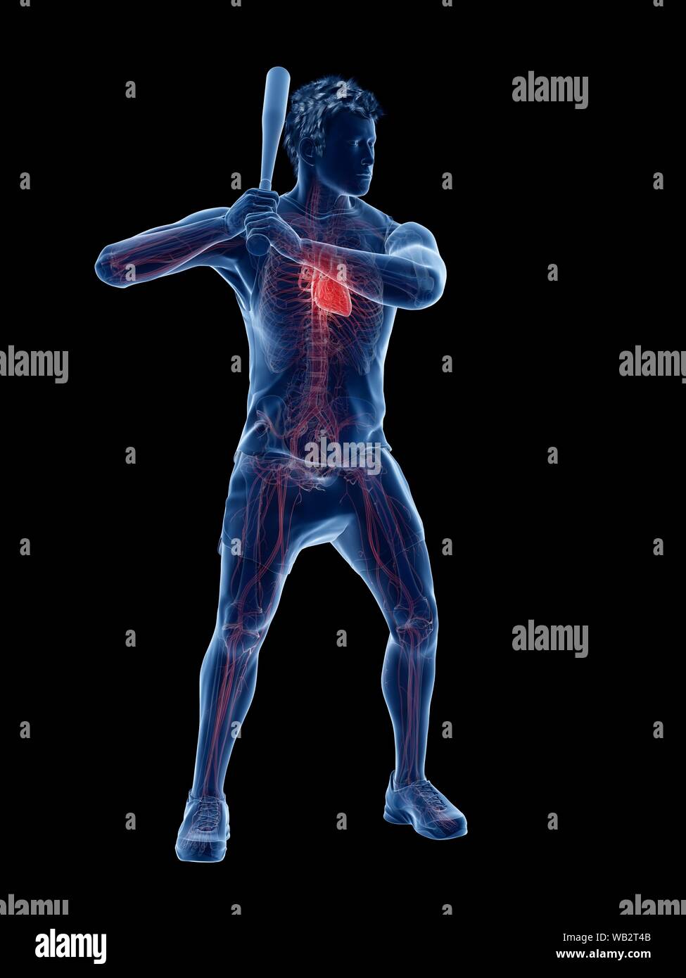 Heart anatomy 3d illustration isolated hi-res stock photography and ...
